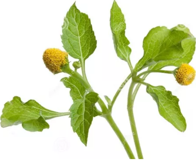 JAMBU poderosa planta com efeito dormente - Hirota Food